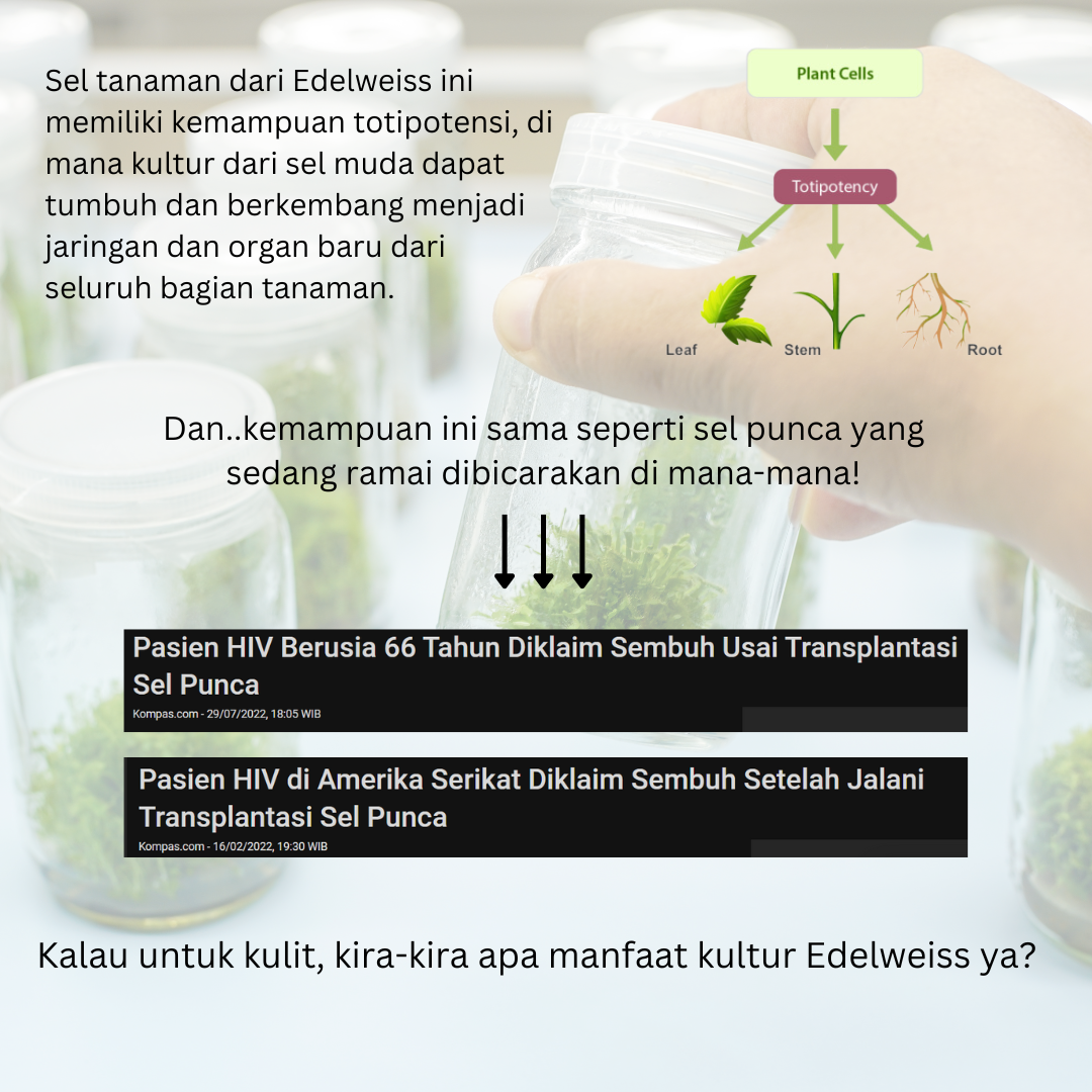 Interchem Prima Mitra